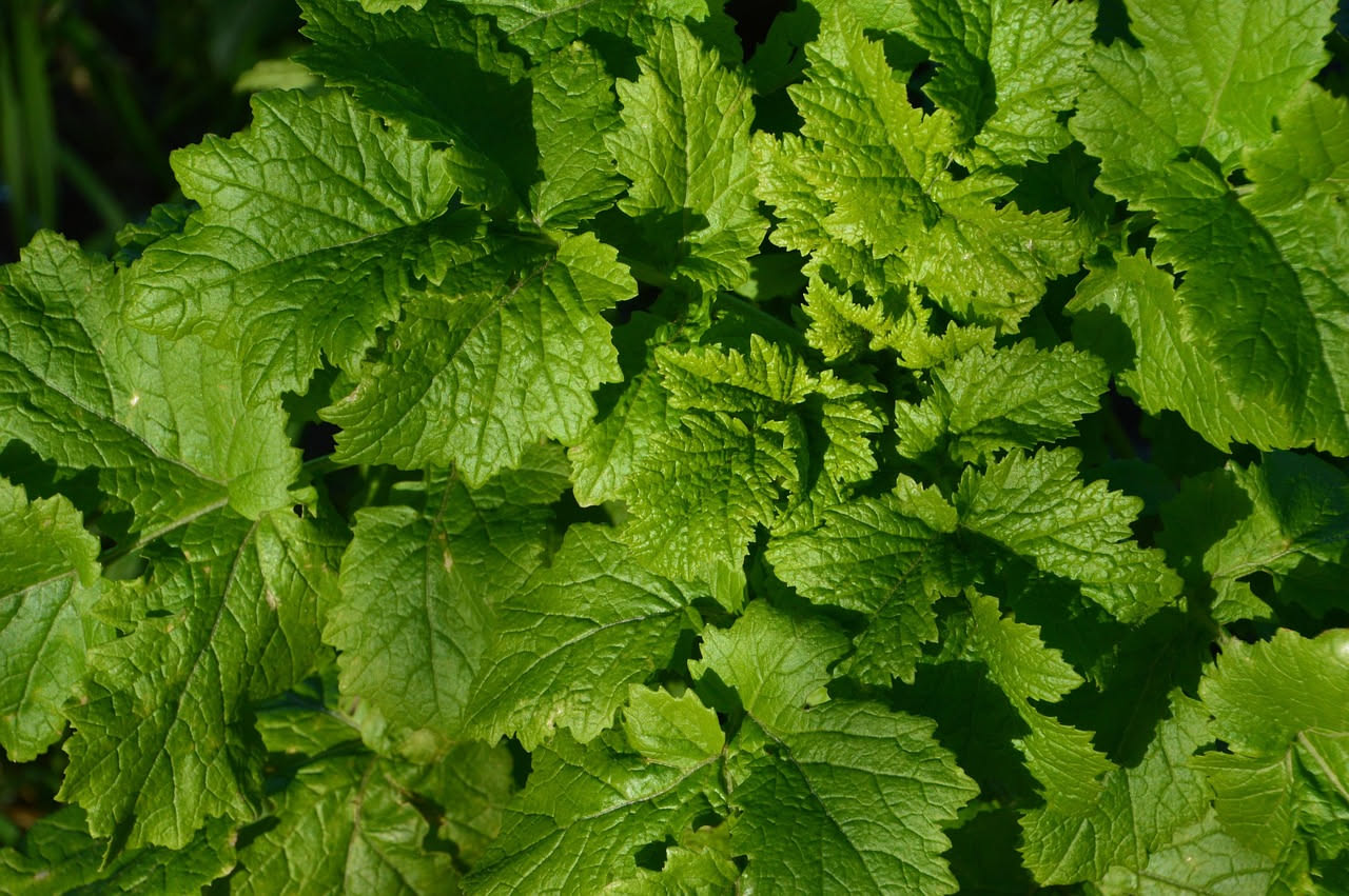 Cima di rapa in vaso: coltivazione invernale balcone | Il Giardino di ...